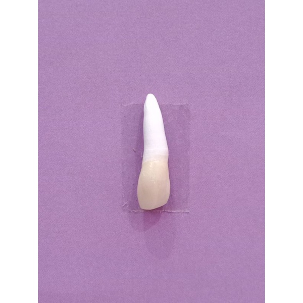 Jual Gigi Asli Praktikum Gigi Insisif Lateral Kiri Atas Gigi 22 Gigi ...