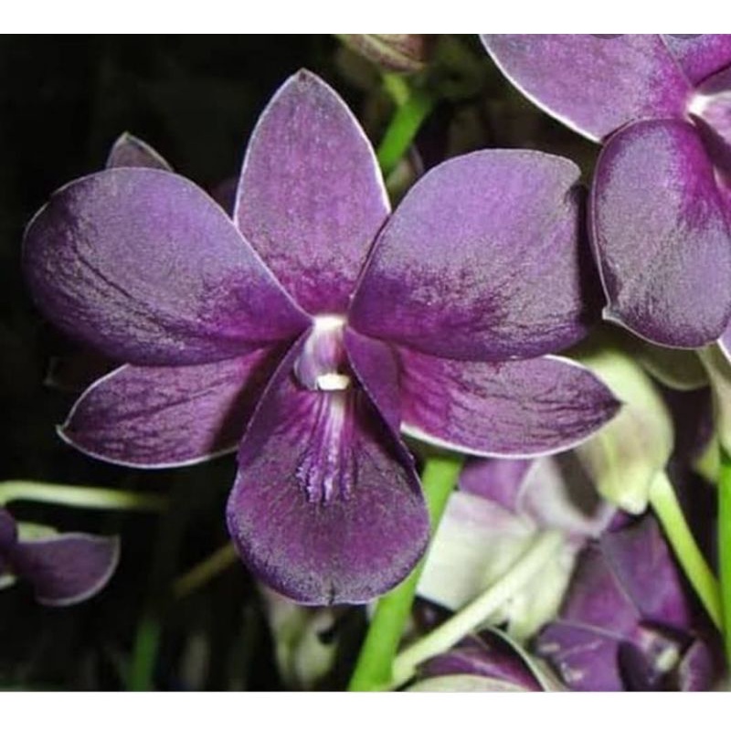 Jual dendrobium bidadari biru (blue angel) | Shopee Indonesia