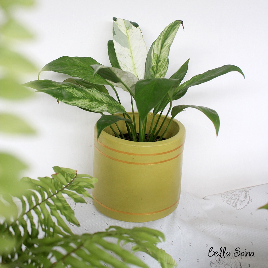 Jual Peace Lily Putih Variegata /Spathiphyllum Tanaman Hias (TH-33 ...