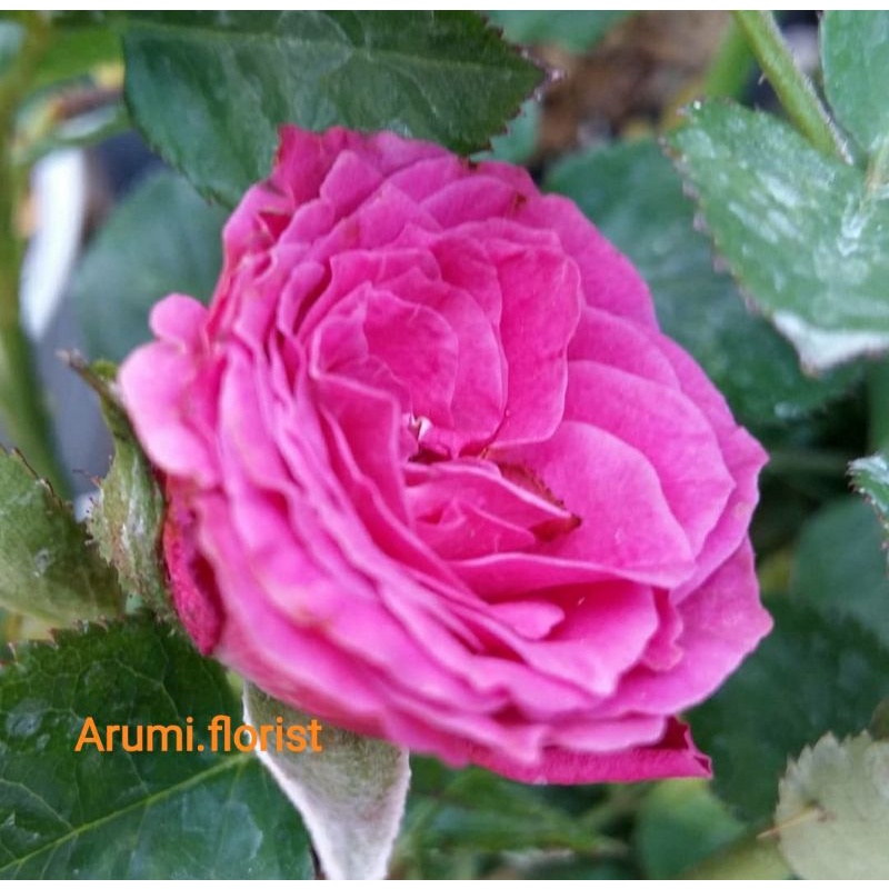 Jual Tanaman Bunga Mawar Ungu / Pohon Mawar Ungu | Shopee Indonesia