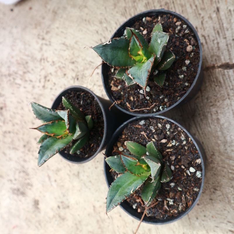 Jual Agave titanota fo76 | Shopee Indonesia
