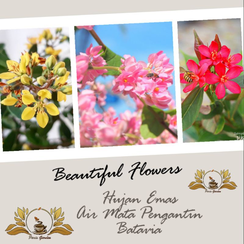 Jual 3 in 1 PAKET TANAMAN BUNGA AIR MATA PENGANTIN BUNGA HUJAN EMAS ...