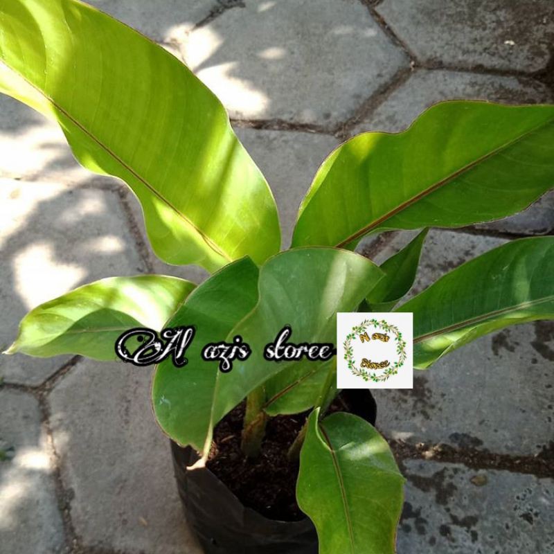 Jual Tanaman Hias Pisang Bali - Pohon pisang bali | Shopee Indonesia
