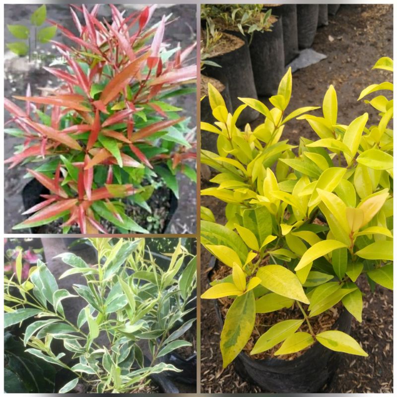 Jual bunga pucuk merah pucuk varigata pucuk kuning pucuk mikro bunga ...