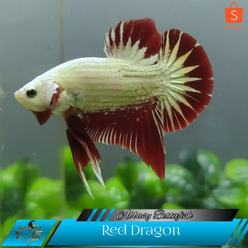 Jual Plakat Red Dragon Snow Jantan (Sesuai Foto) | Shopee Indonesia