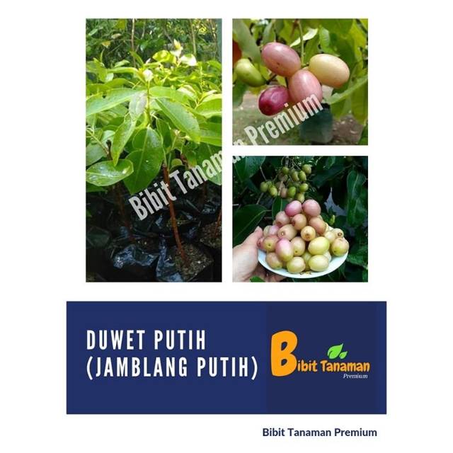 Jual BIBIT DUWET/JAMBLANG PUTIH (BIBIT TANAMAN PREMIUM) | Shopee Indonesia