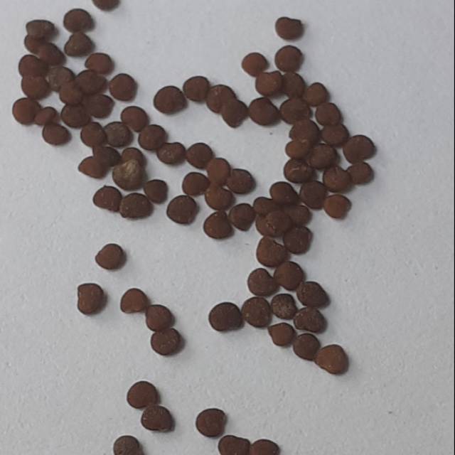 Jual Benih ciplukan cecenet-cecendet lokal 100 biji | Shopee Indonesia