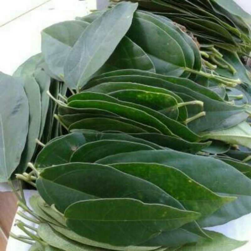 Jual DAUN CINCAU HIJAU PERDU SEGAR 1KG | Shopee Indonesia