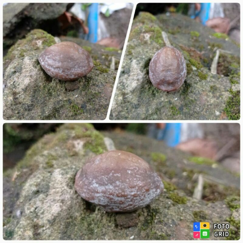 Jual Muncang adu jenis Anak Kaliwiro Tasik /3pcs | Shopee Indonesia