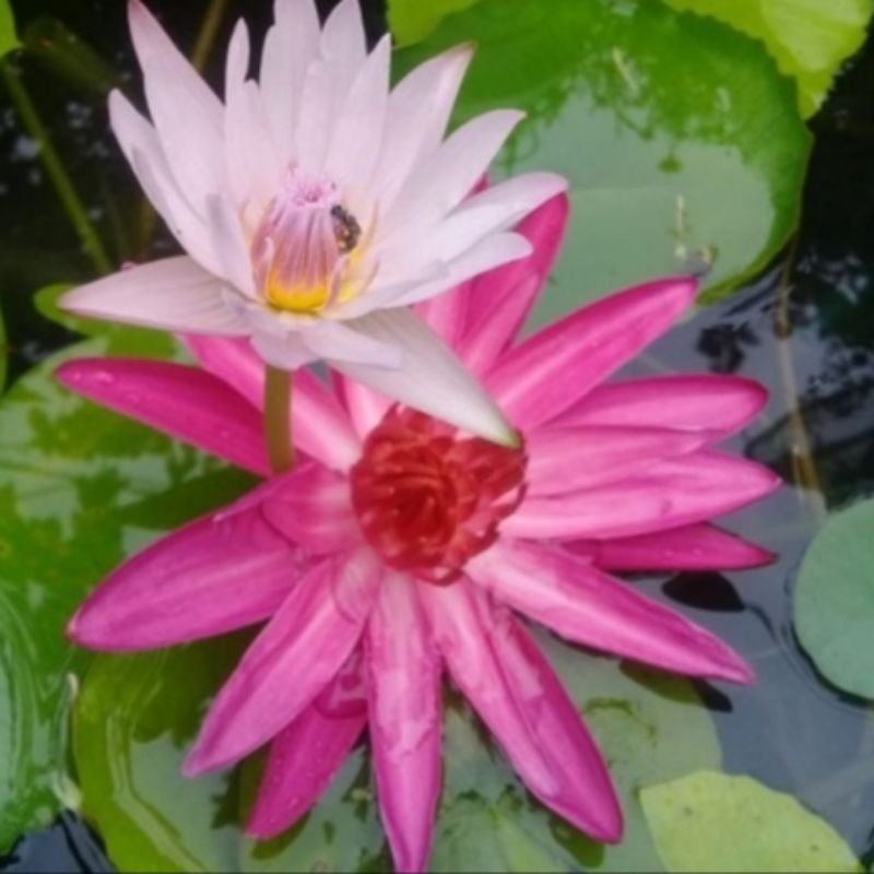 Jual Benih Bibit 1 Biji Bunga Teratai Water Lily Flare TROPICAL ...