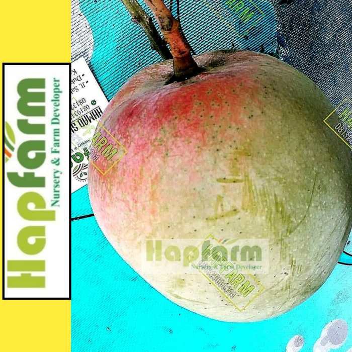 Jual ENTRES MANGGA R2E2 ATAU MANGGA AGRIMANIA BESAR MANIS DAN TEBAL ...