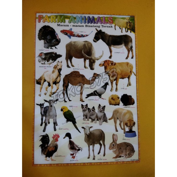 Jual Poster macam macam hewan ternak untuk belajar anak supaya anak ...