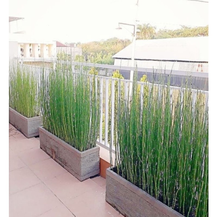 Jual tanaman hias bambu air tanaman pagar | Shopee Indonesia