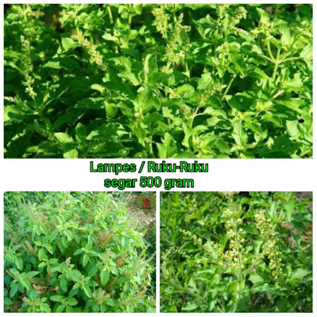 Jual DAUN LAMPES RUKU-RUKU SEGAR 500 GRAM | Shopee Indonesia