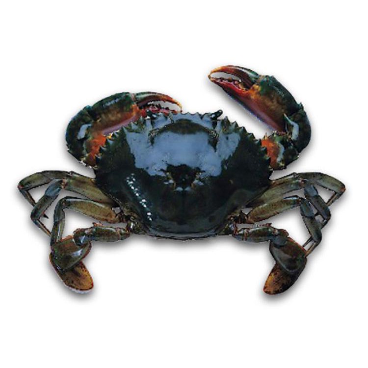 Jual Kepiting Bakau Hitam hidup 1 kg | Shopee Indonesia