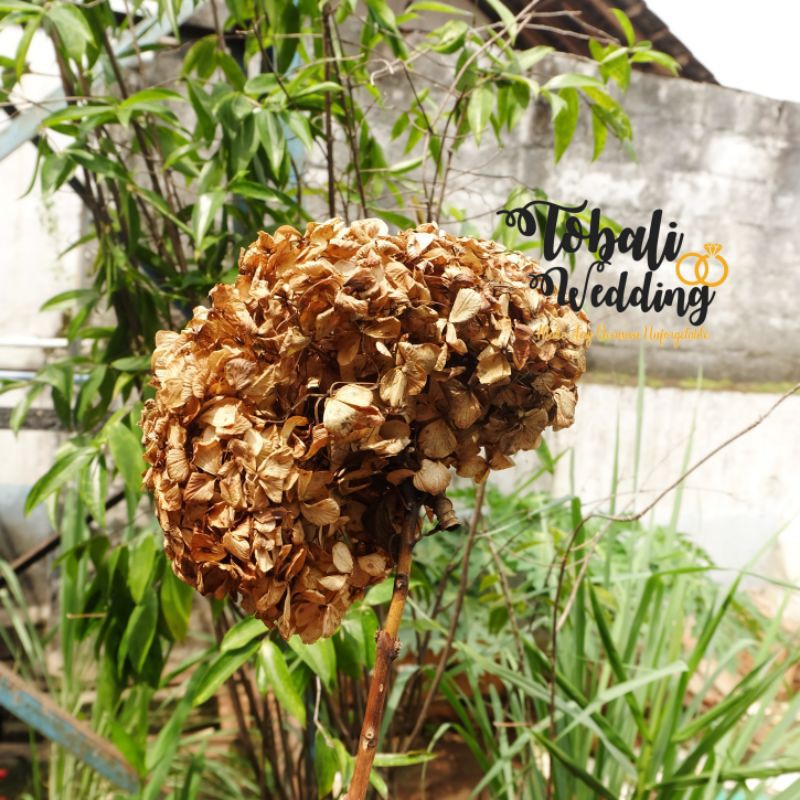 Jual BUNGA PANCAWARNA/HYDRANGEA PRESERVED BUNGA BESAR | Shopee Indonesia