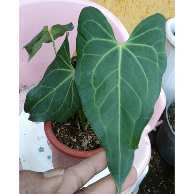 Jual anthurium varian delta force | Shopee Indonesia