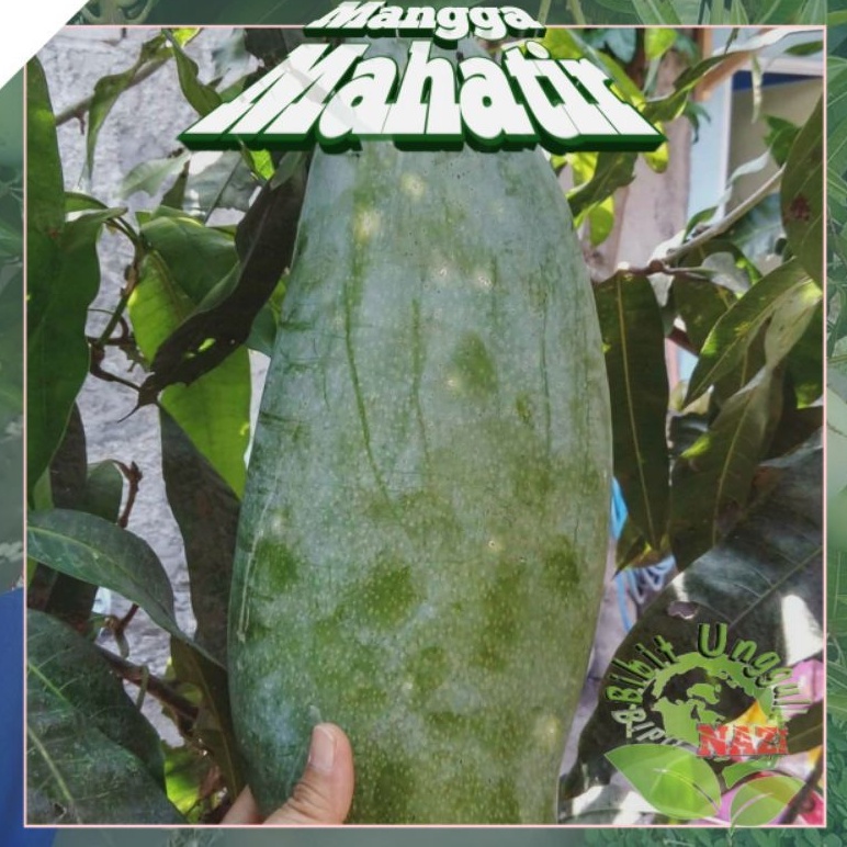Jual Bibit mangga MAHATIR super Jumbo bisa TABULAMPOT | Shopee Indonesia