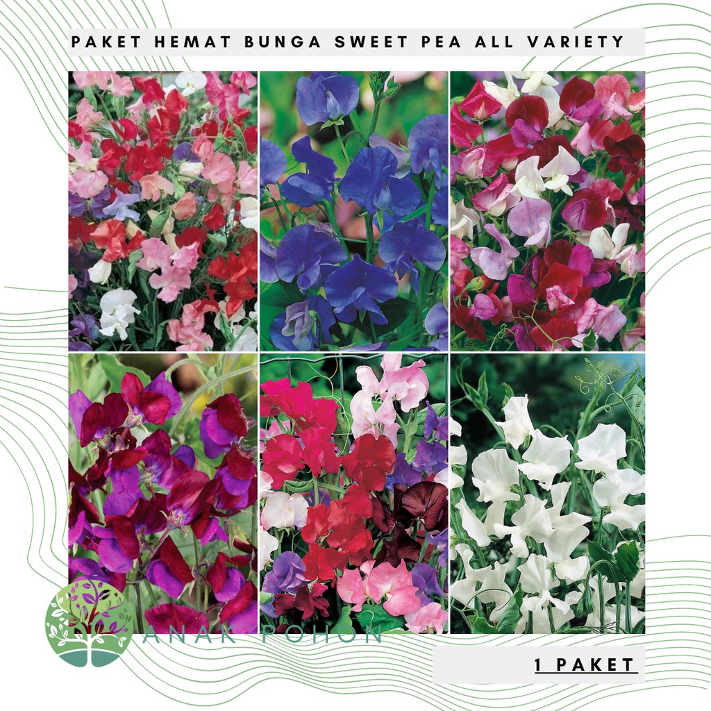 Jual Paket Hemat Benih Bunga Sweet Pea Collection Seeds - IMPORT (6 ...