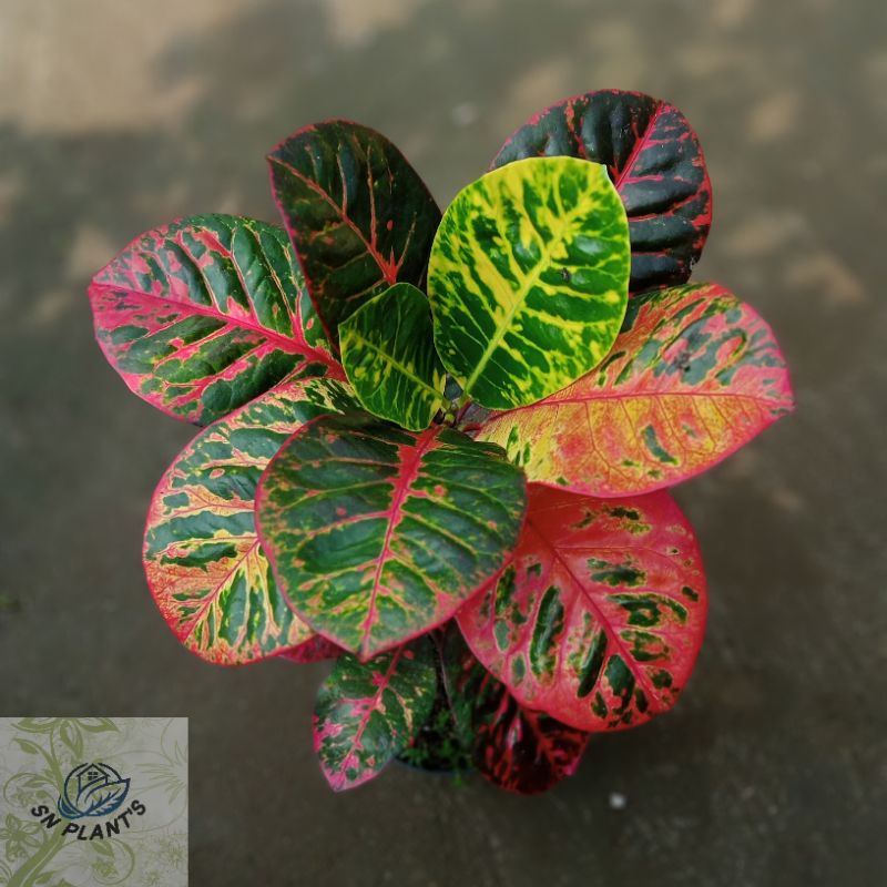 Jual tanaman hias puring ayu ting-ting. | Shopee Indonesia