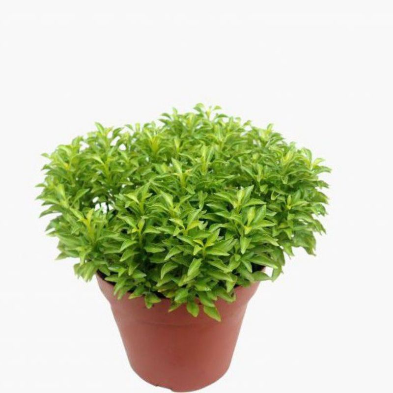 Jual Krokot Hijau | Tanaman Hias Krokot Hijau | Shopee Indonesia