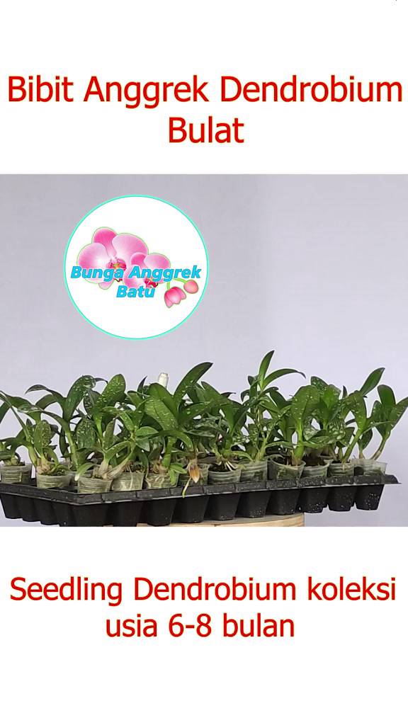 Jual Anggrek Dendrobium Bulat hybrid usia 6-7 bulan Seedling | Shopee ...