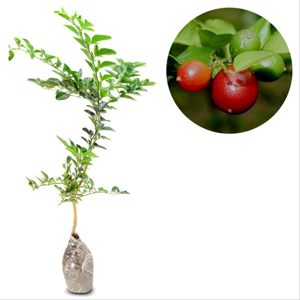 Jual JERUK KINGKIT | Shopee Indonesia