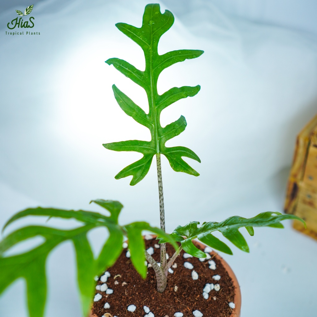 Jual Tanaman Hias Bunga Promo Alocasia Brancifolia | Shopee Indonesia