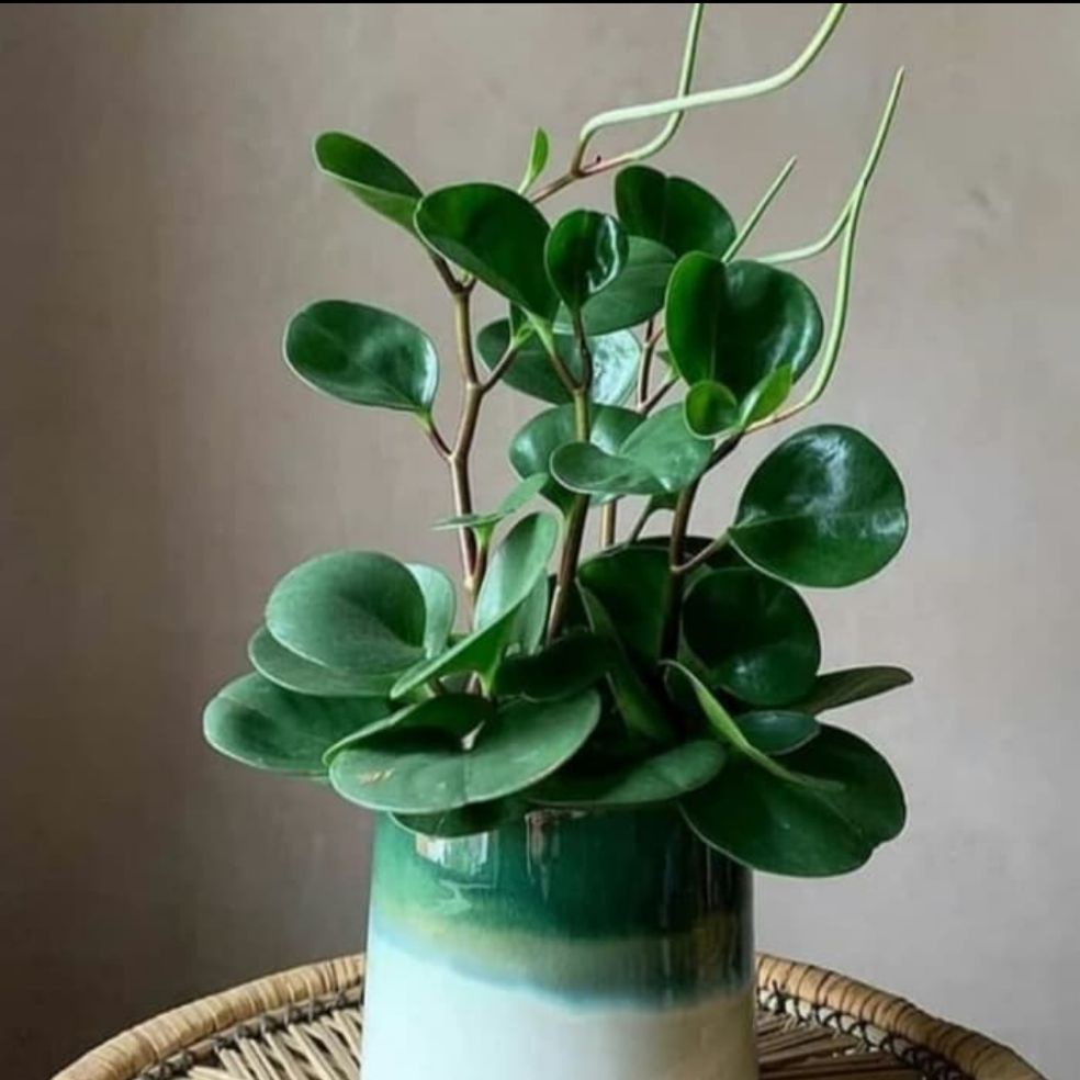 Jual tanaman hias paperonia hijau jade - pohon paperonia hijau jade ...