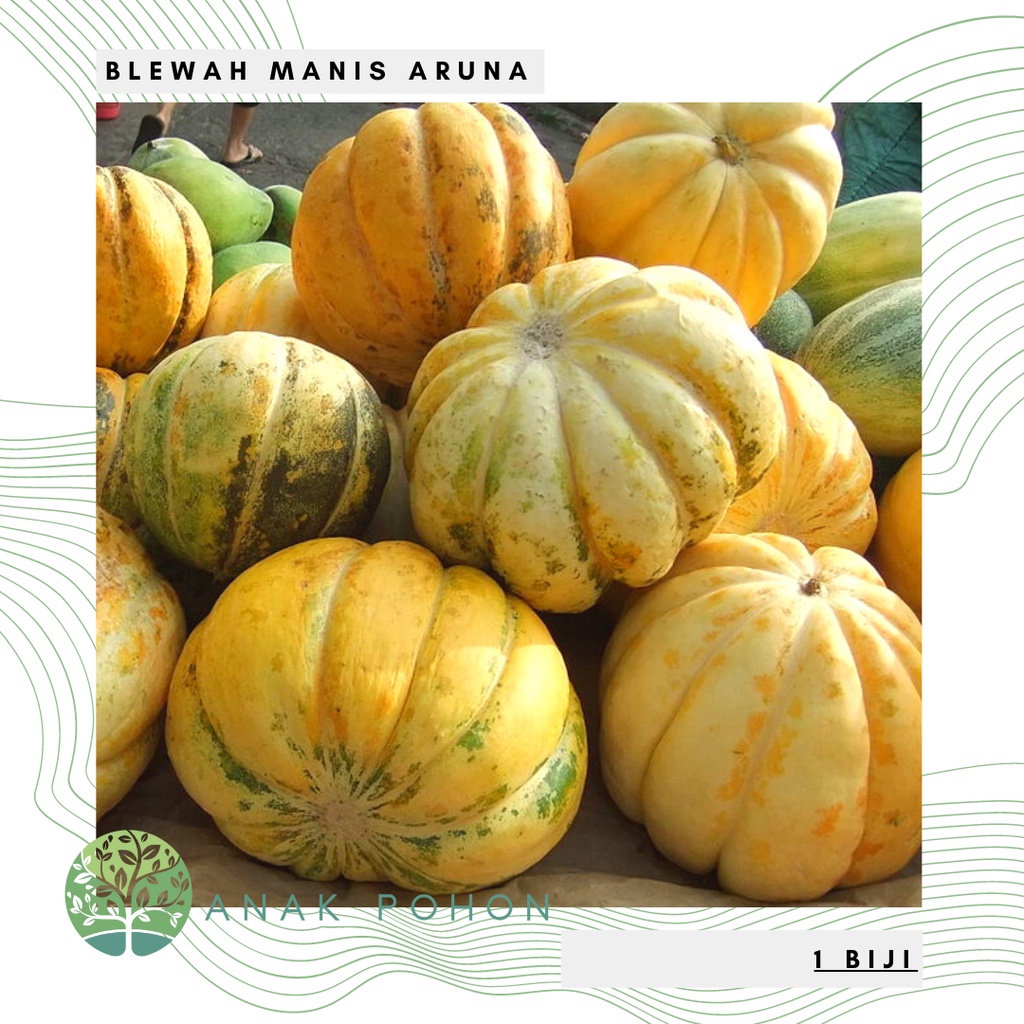 Jual Benih Bibit Biji - Buah Blewah Unggul Bisma Manis & Aroma Kuat ...