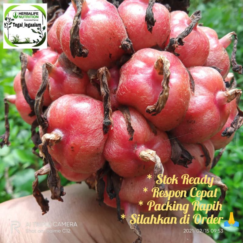 Jual Buah Honje Fresh 1kg | Shopee Indonesia