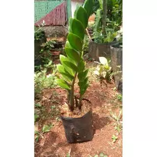 Jual pohon zamia Harga Terbaik & Termurah Oktober 2024 | Shopee Indonesia