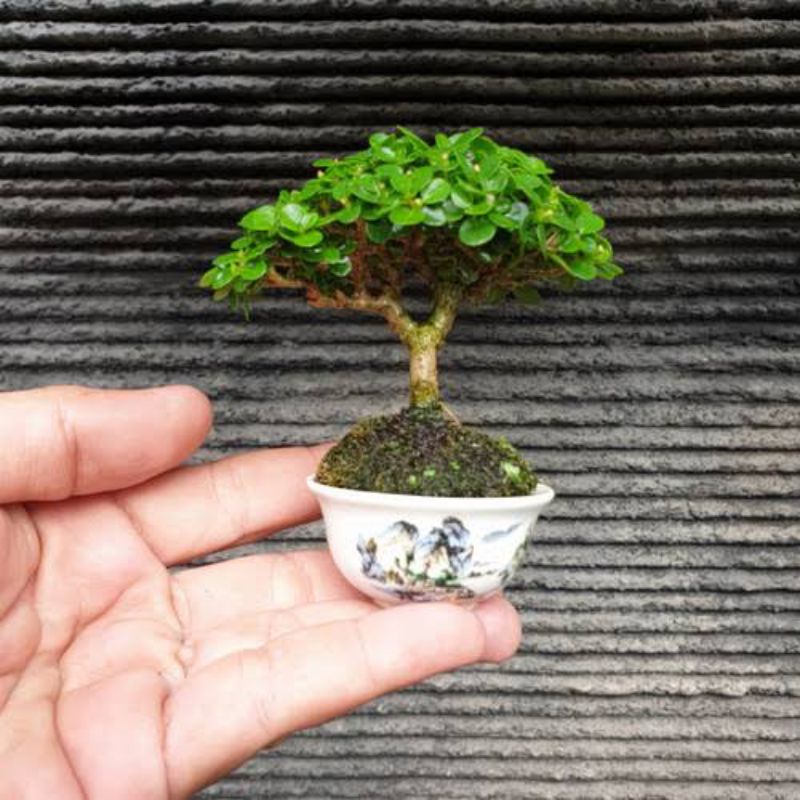 Jual bonsai sancang shito siap pajang | Shopee Indonesia