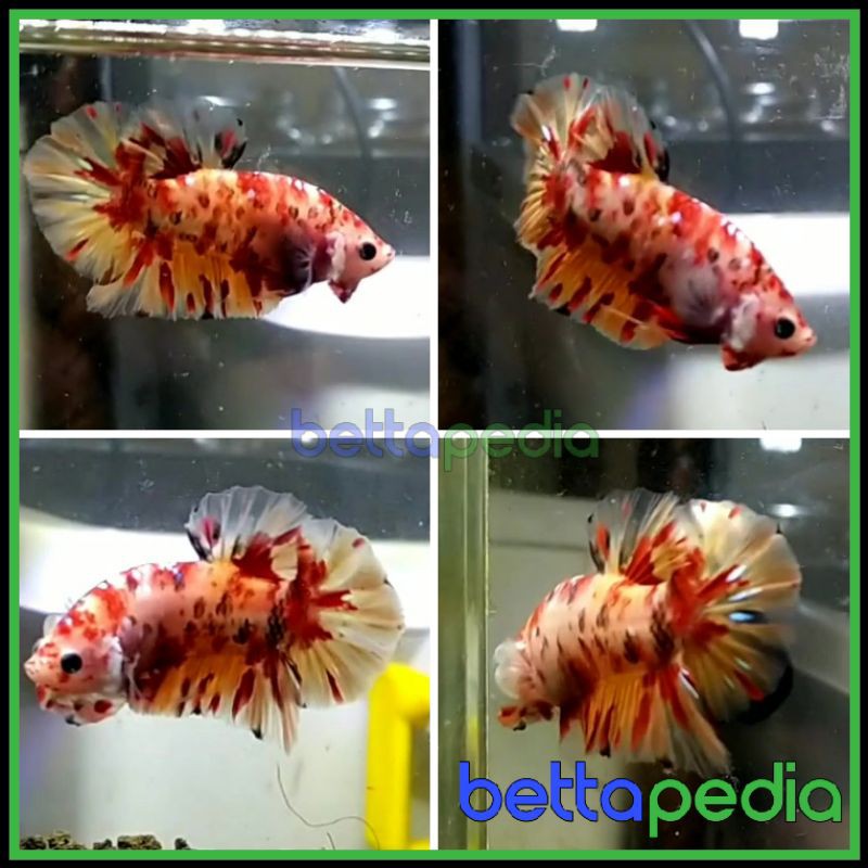 Jual Bettapedia Ikan Cupang Plakat Nemo Plakat Koi Nemo Emerald Cupang ...