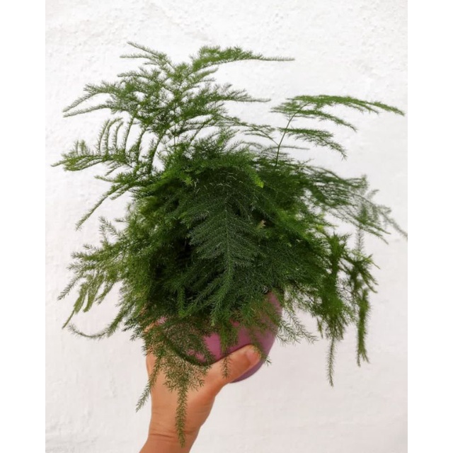 Jual Tanaman bunga asparagus / Asparagus officinalis | Shopee Indonesia