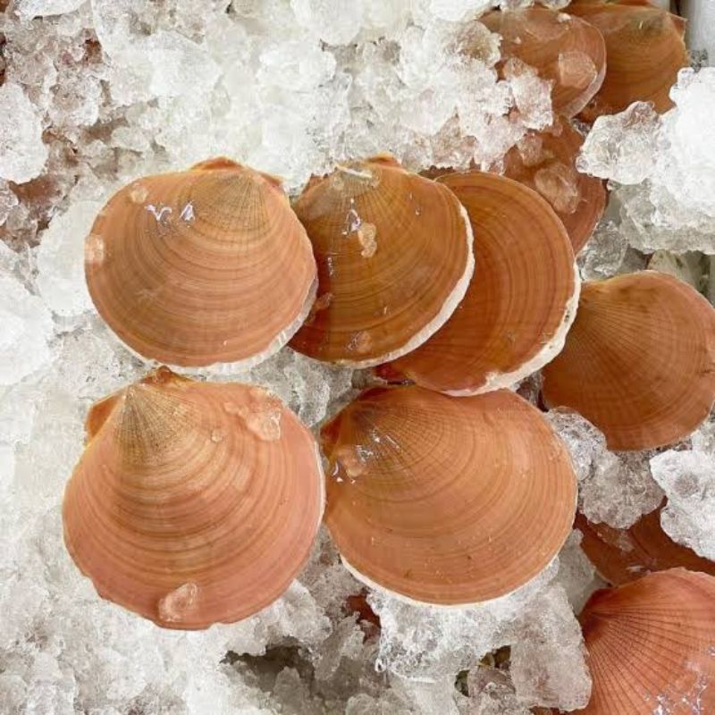 Jual KERANG SERIMPING 1 KG | Shopee Indonesia