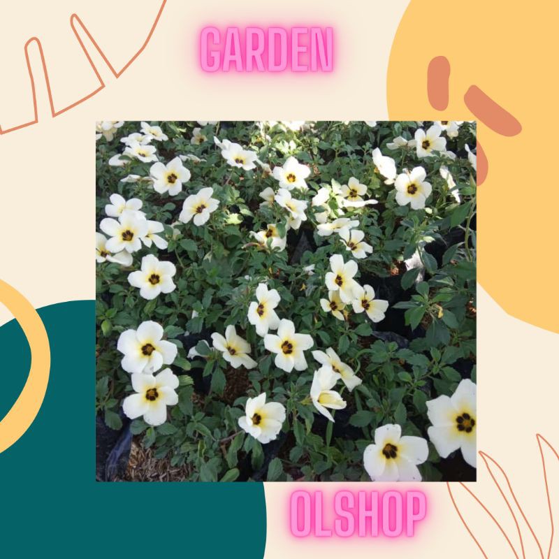 Jual Bibit Bunga Yolanda | Shopee Indonesia