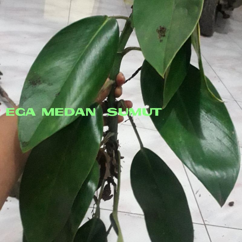 Jual Tanaman Hias Sirih Menjalar /REAL PICTURE (DAUN TEBAL) | Shopee ...