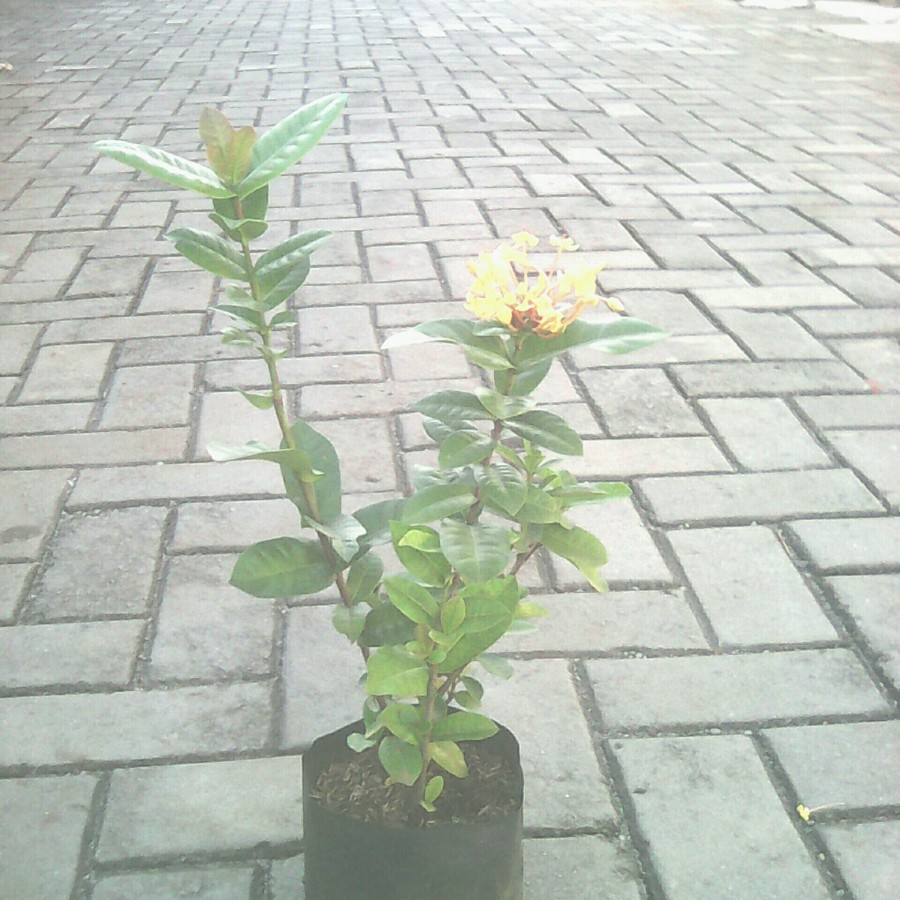 Jual Tanaman Asoka Jepang Kuning/Bibit Bunga Asoka Jepang Kuning/ Pohon ...