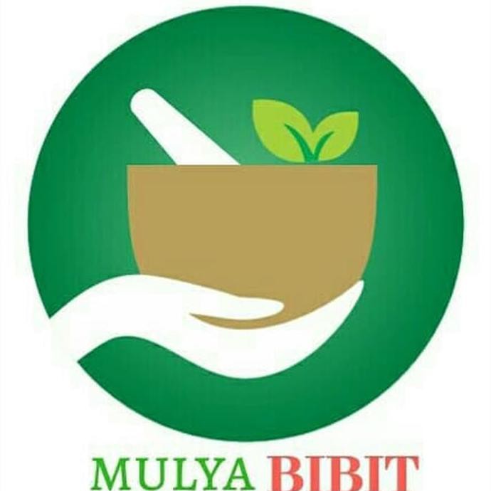 Jual Xina Bibit Tanaman Bangle - Pohon Panglai - Tanaman Herbal ...