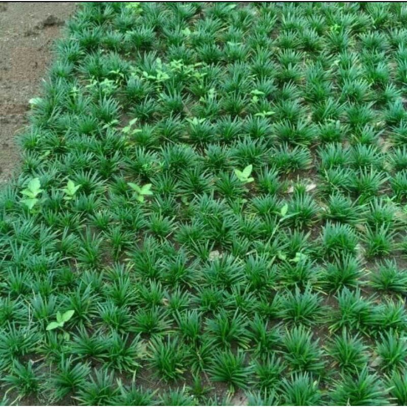 Jual tanaman kucai mini rumput kucai min | Shopee Indonesia