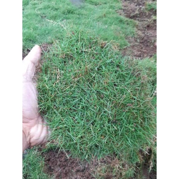 Jual jual rumput jepang paket 1 meter x 1 meter/rumput taman rumput ...