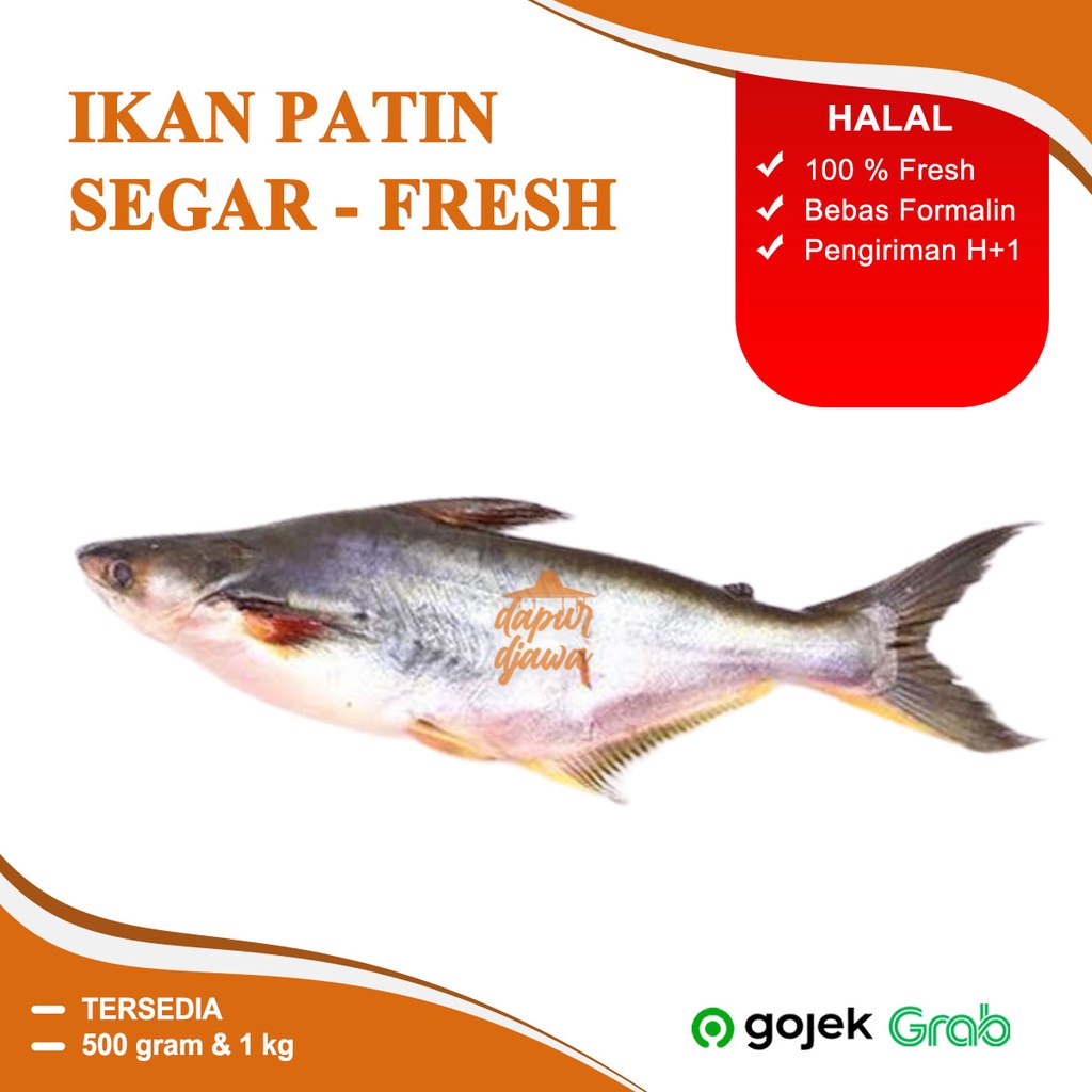 Jual IKAN PATIN DORY SEGAR FROZEN BEKU FRESH MURAH HIDUP ATAU MATI ...