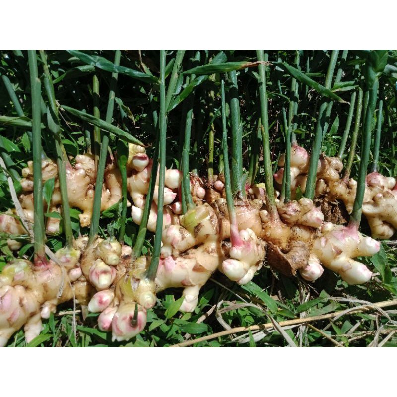 Jual Jahe Gajah muda segar cocok untuk bumbu masak dan campuran minuman ...