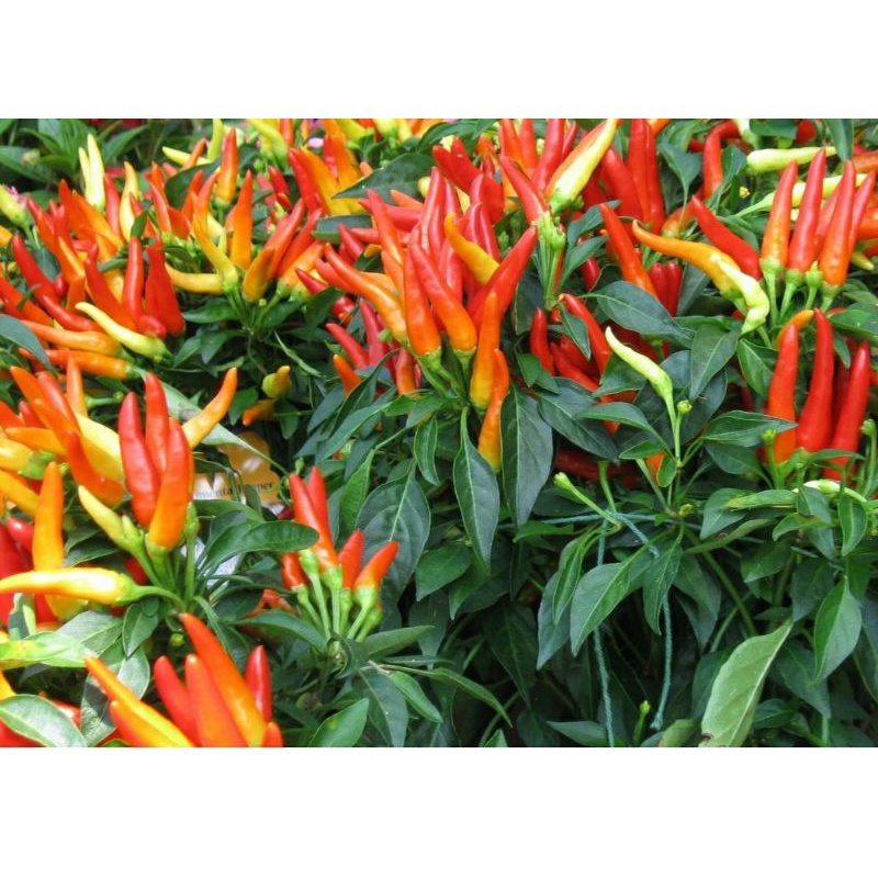 Jual Bibit Cabe Terlengkap & Harga Terbaru Mei 2026 | Shopee Indonesia