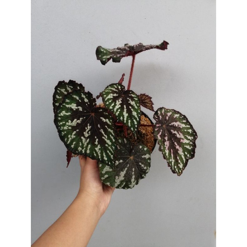 Jual Tanaman Hias Begonia Batik Jumbo | Shopee Indonesia