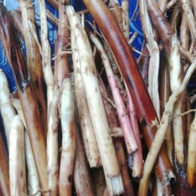 Jual Akar Pohon Pinang/obat herbal penguat rahim/Per KG | Shopee Indonesia