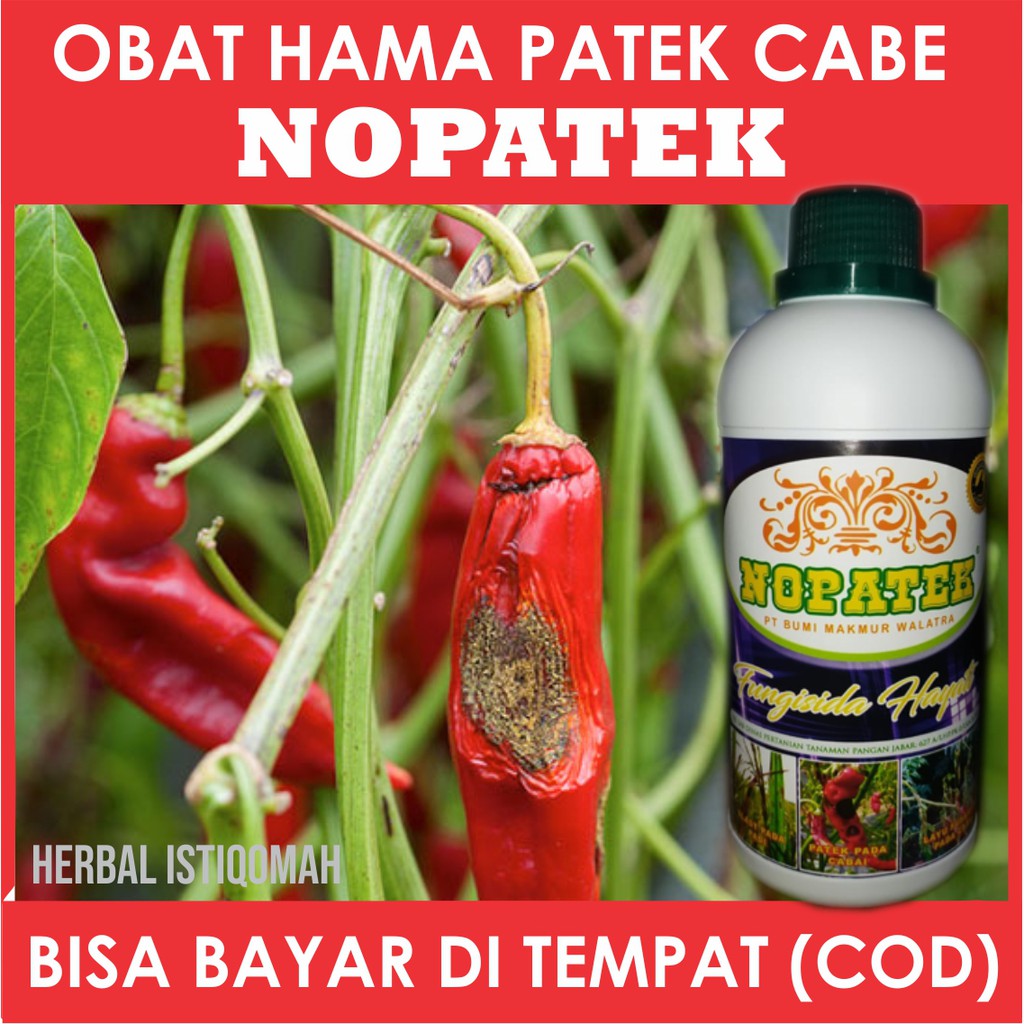 Jual Fungisida Hayati Obat Hama Penyakit Patek pada Cabai/Cabe, Obat ...