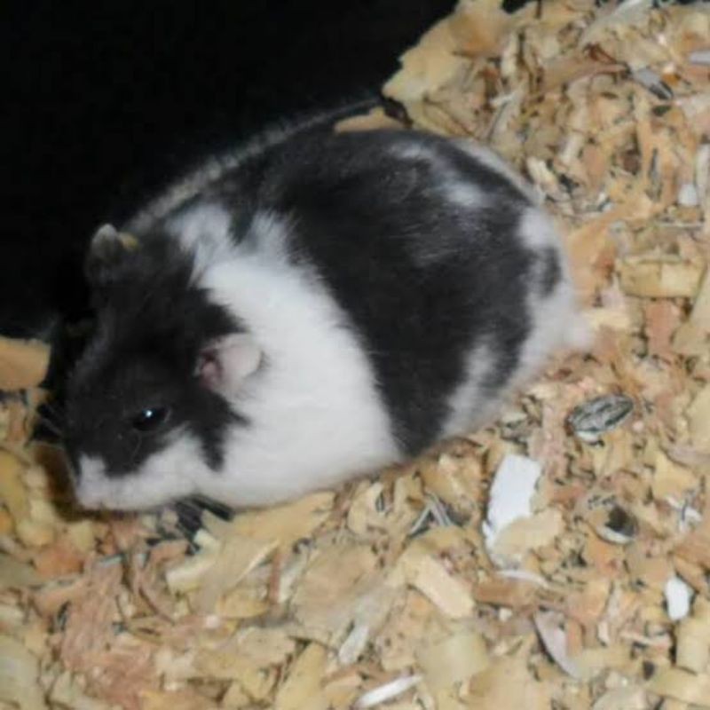 Jual Hamster Campbell, winter white, Hybrid Golden / argente | Shopee ...