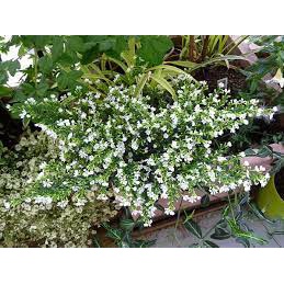 Jual Tanaman Hias Taiwan Beauty Putih (Cuphea hyssopifolia.) Berbunga ...